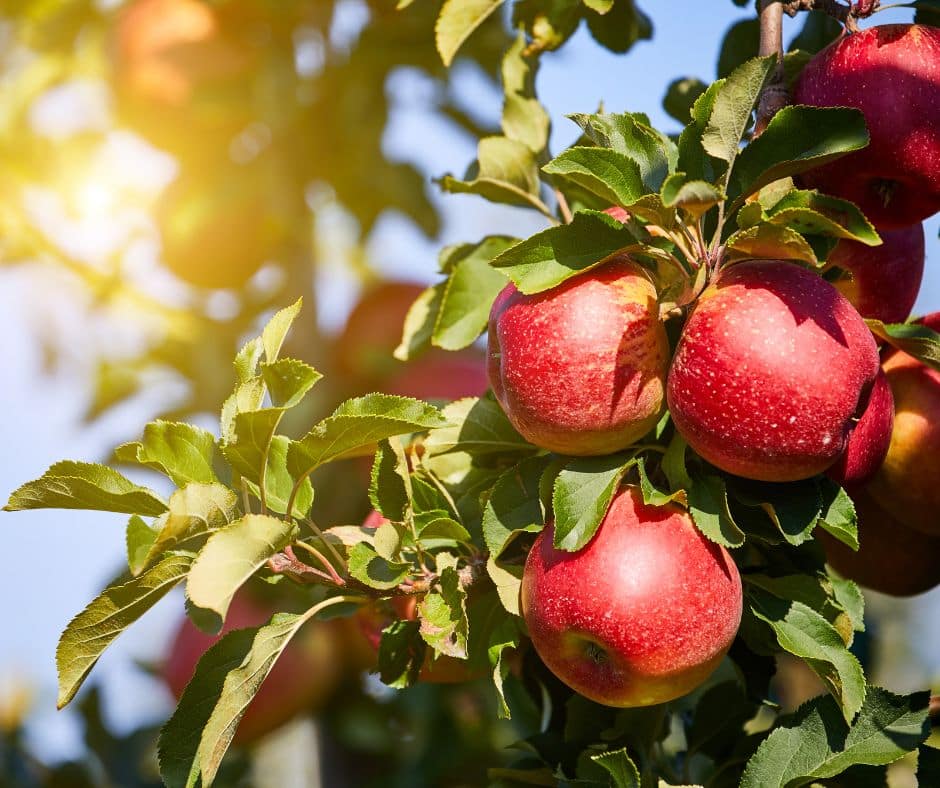Fruits et Légumes d'Alsace (IFLA)